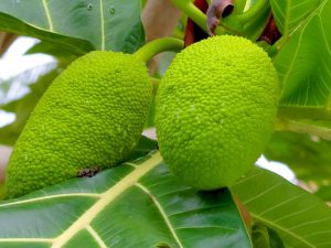 ¿Qué Es El Árbol Del Pan Y Cómo Cocinarlo?